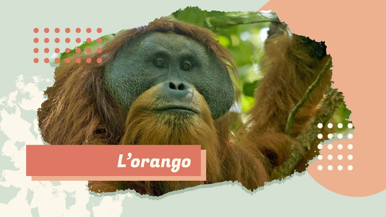L'orango - caratteristiche, dove vive e le sue abitudini - YouTube