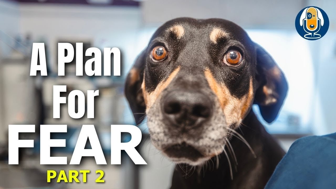 A Plan For Your Fearful Dog (Part 2): Susan Garrett’s Strategic Plan ...