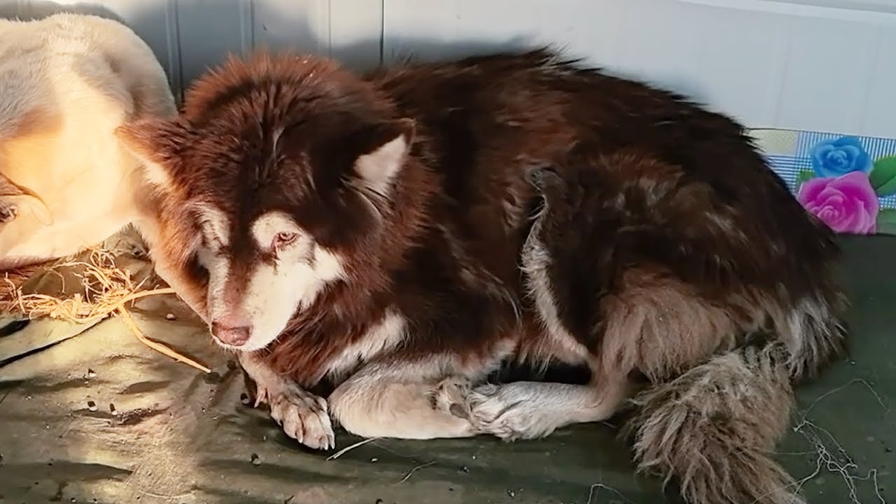 Rescued from meat truck starving Sled Dogs & a Greyhound finally enjoy ...