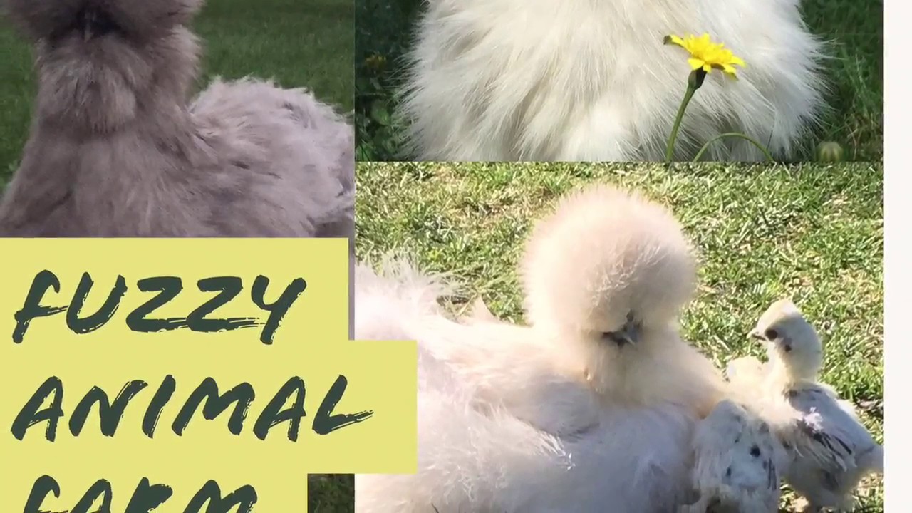 Fuzzy Animal Farm Intro, Coop Progress - YouTube