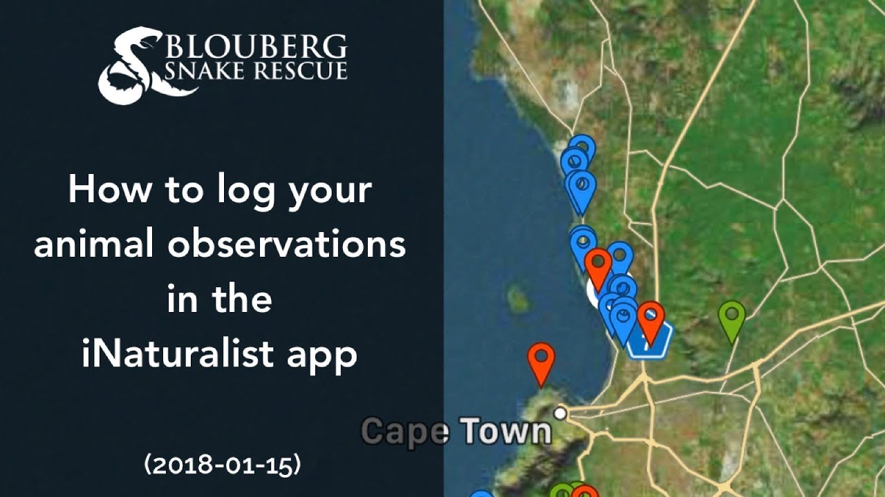 How to log your animal observations in the iNaturalist app (20180115 ...
