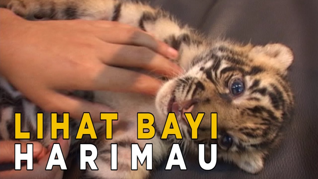 Bayi Harimau Lucu