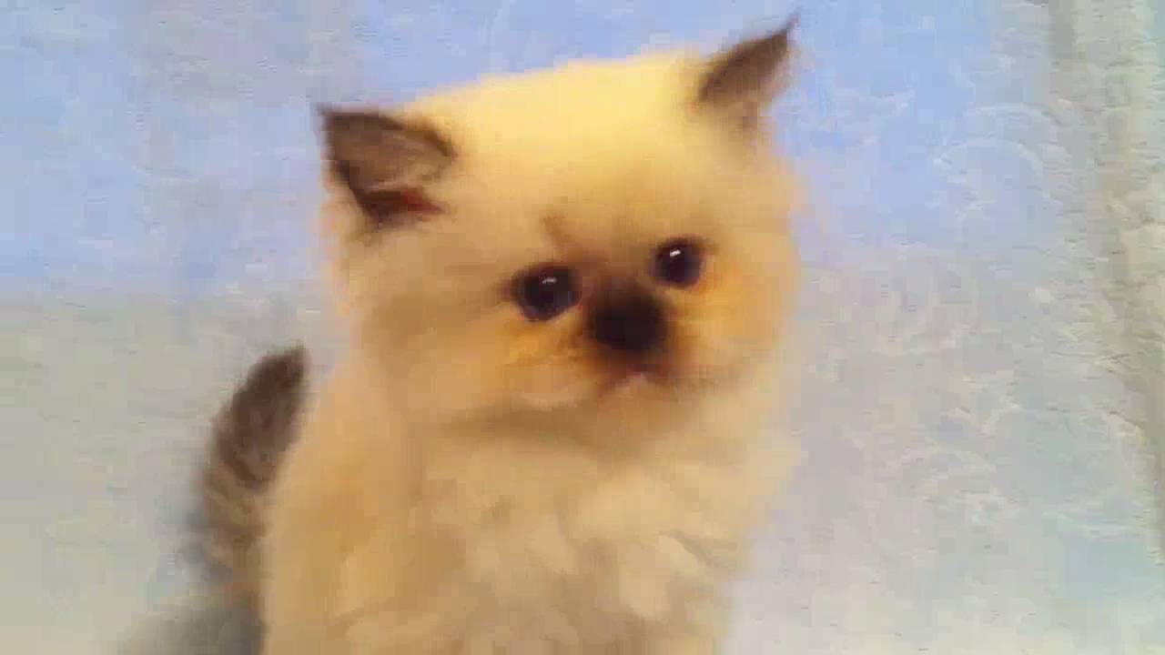 Tootsie Roll - Female Chocolate Point Himalayan Kitten from Daphne's ...