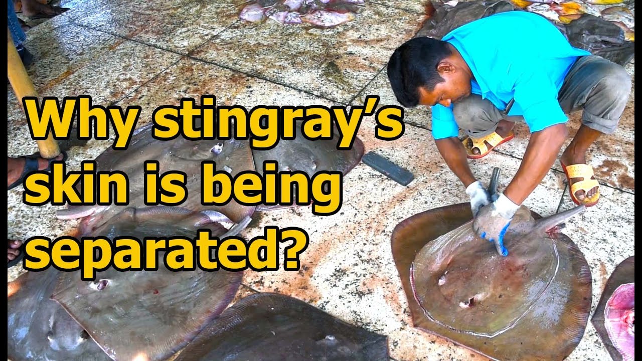 Why stingray’s skin is being separated? - YouTube