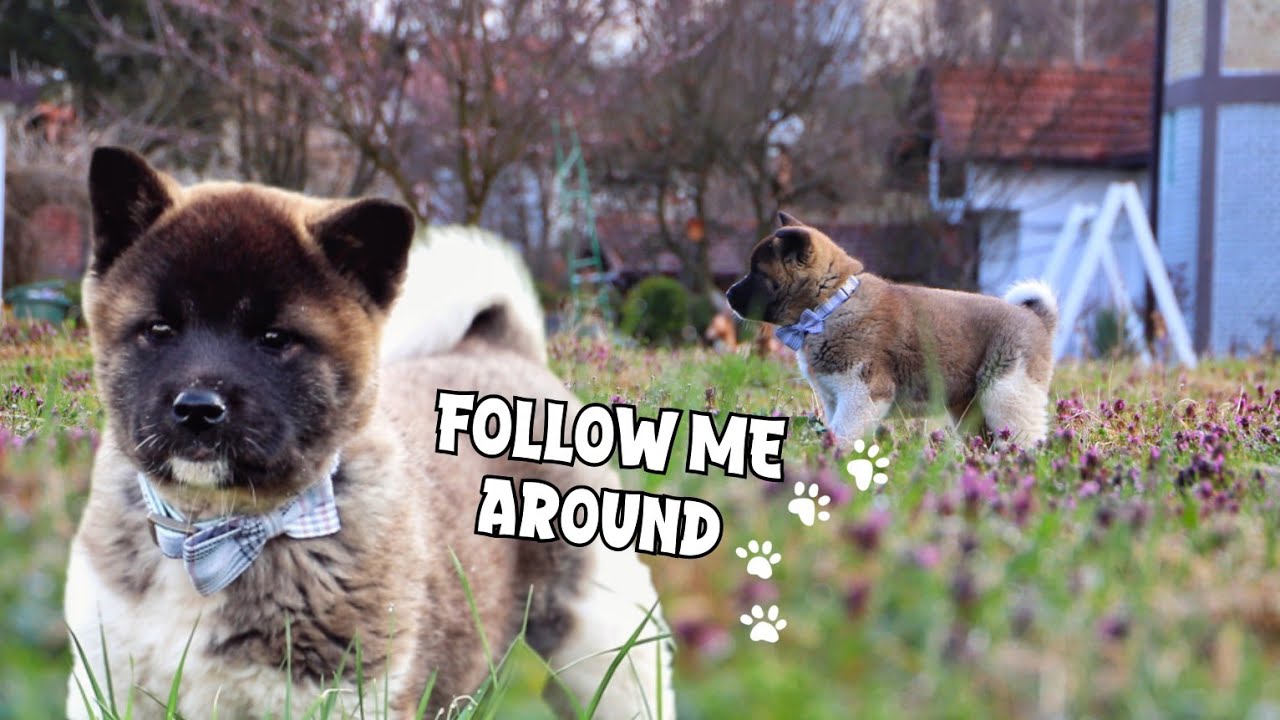 Cute Akita Puppy Explores the Outdoors - YouTube