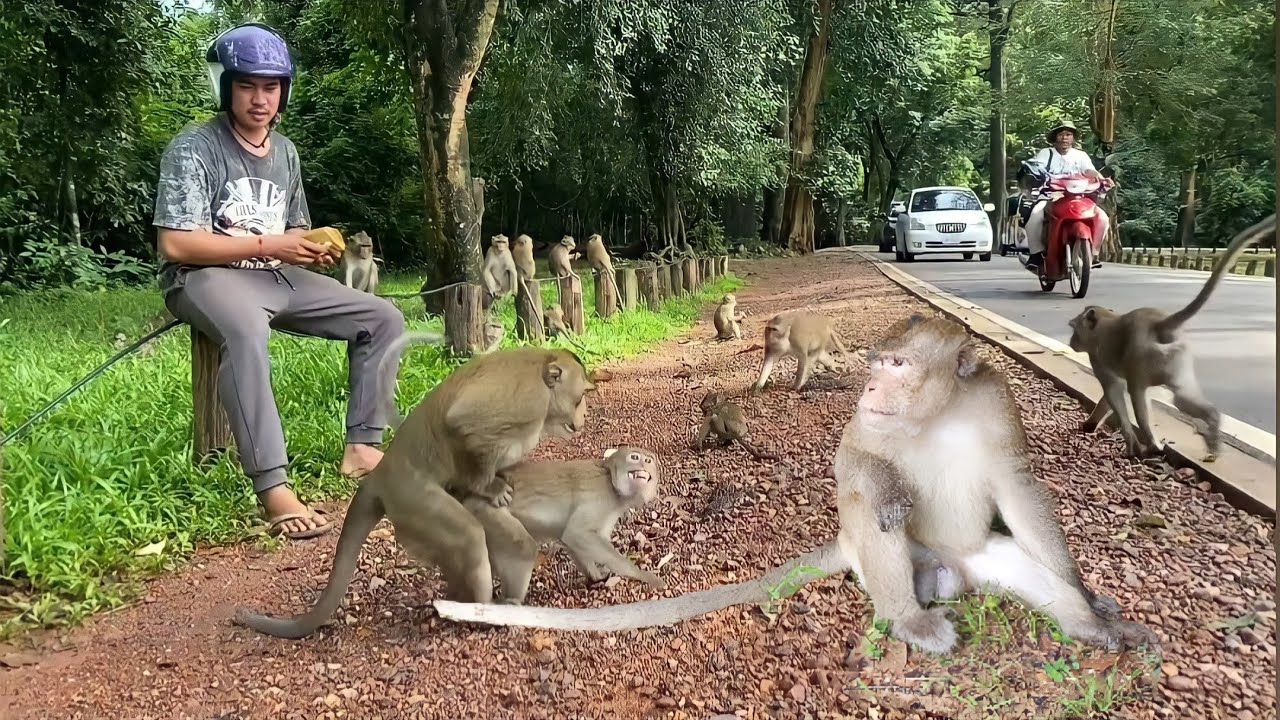 Fighting male and female monkeys O.M.G - YouTube