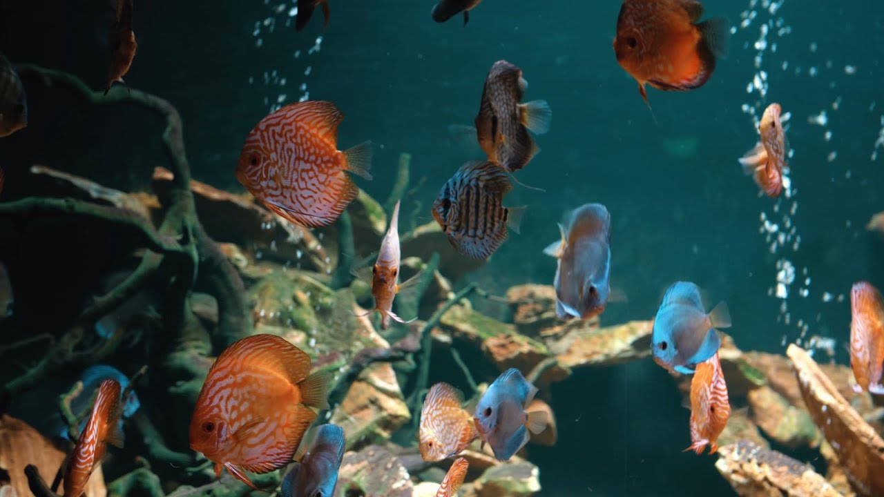 DEEP WATER SOUNDS| FISH SOUNDS| SOUNDS FOR HEALING, STRESS RELIEF ...