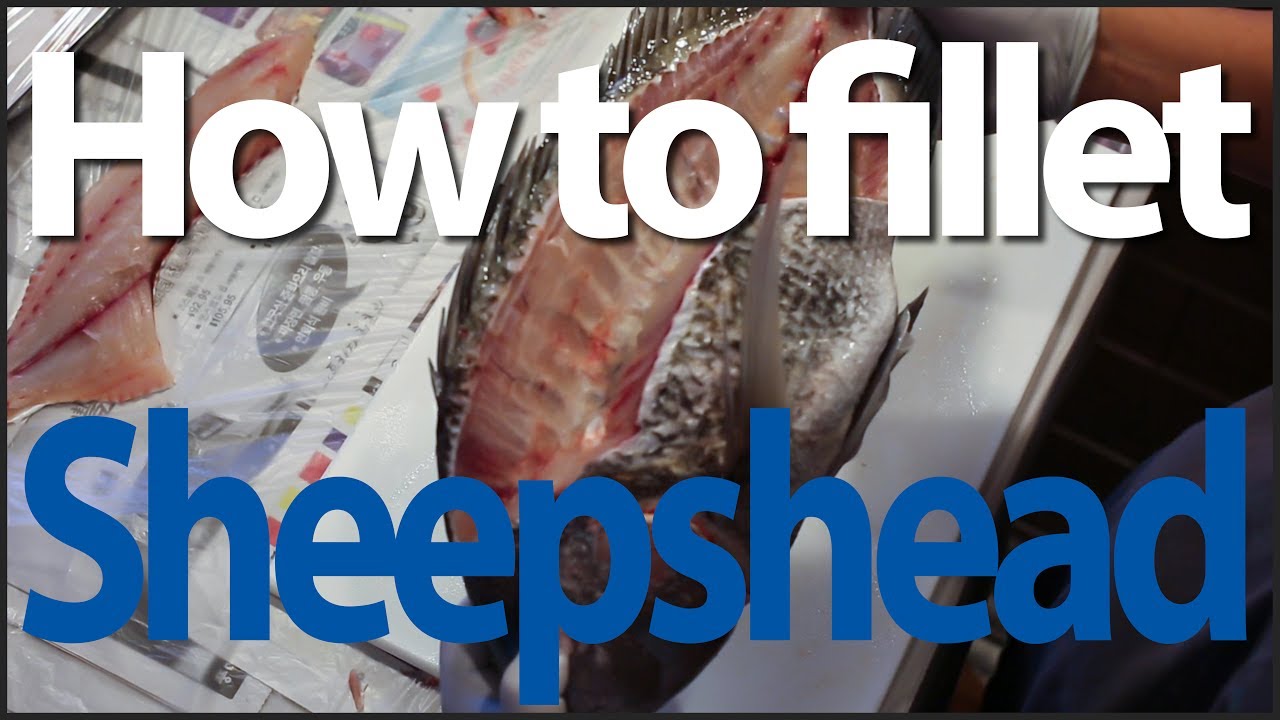 How to fillet Sheepshead fish (Sushi&Sashimi) - YouTube