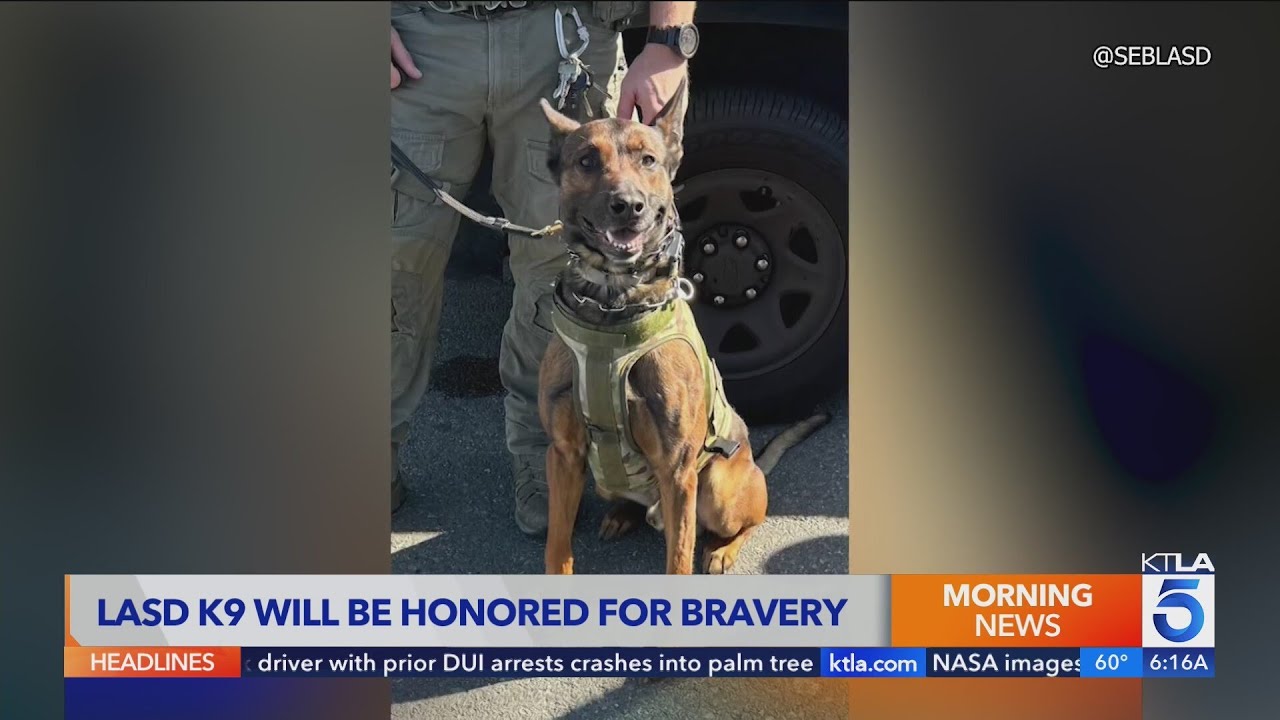Los Angeles County Sheriff’s Department honoring K9 for bravery - YouTube