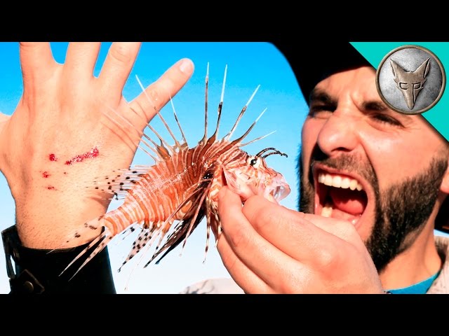 Lionfish Bite