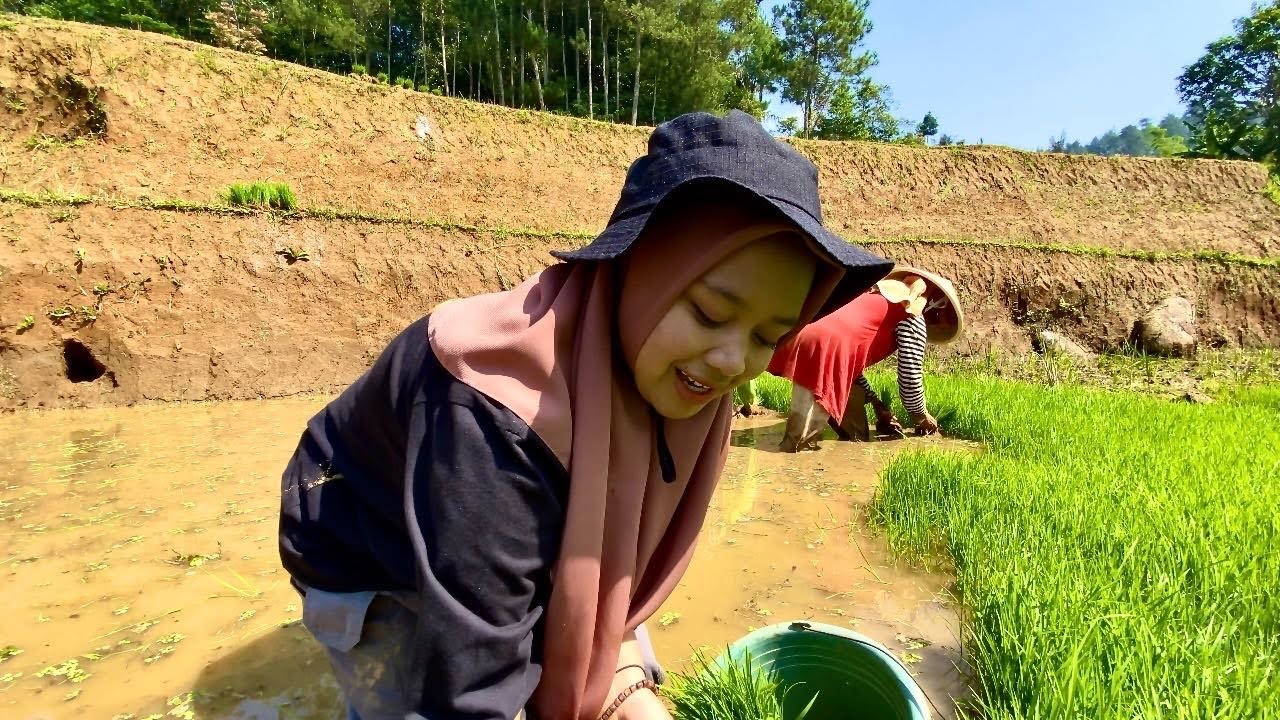 Gadis Cantik SKIL LANGKA,, BABUT Benih Padi di Persemaian, Sawah Indah ...