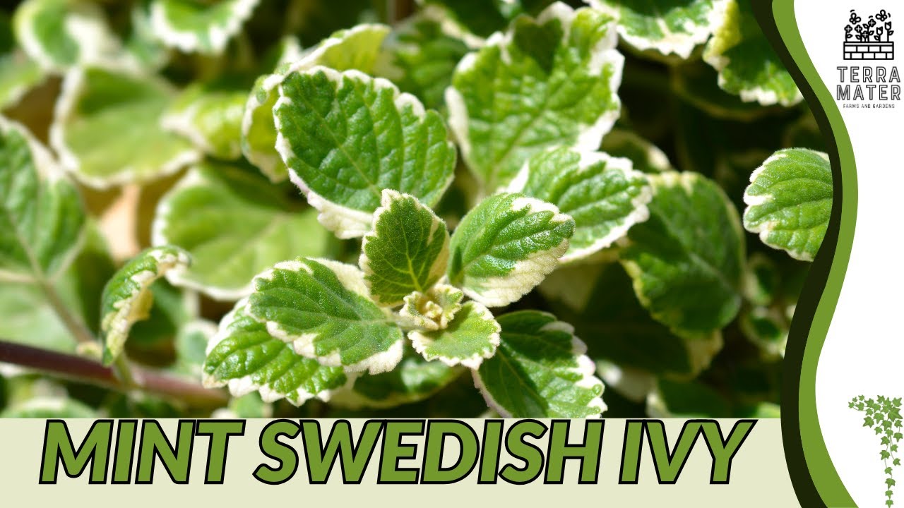 Mint Swedish Ivy: An Introduction to This Fragrant & Easy-Care Plant ...