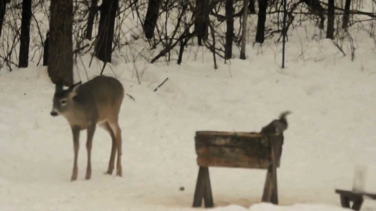 Squirrel vs Deer.AVI - YouTube