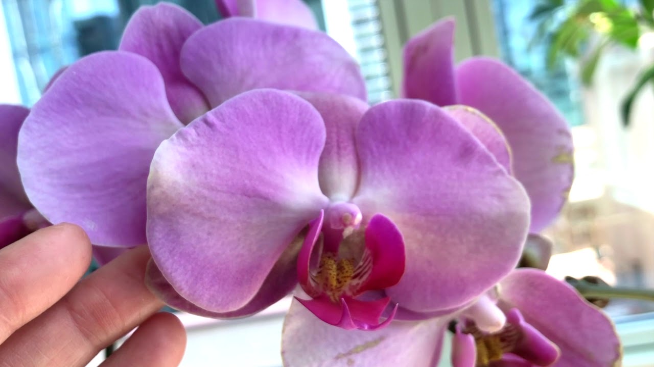 Orchid Flower Discoloration - YouTube
