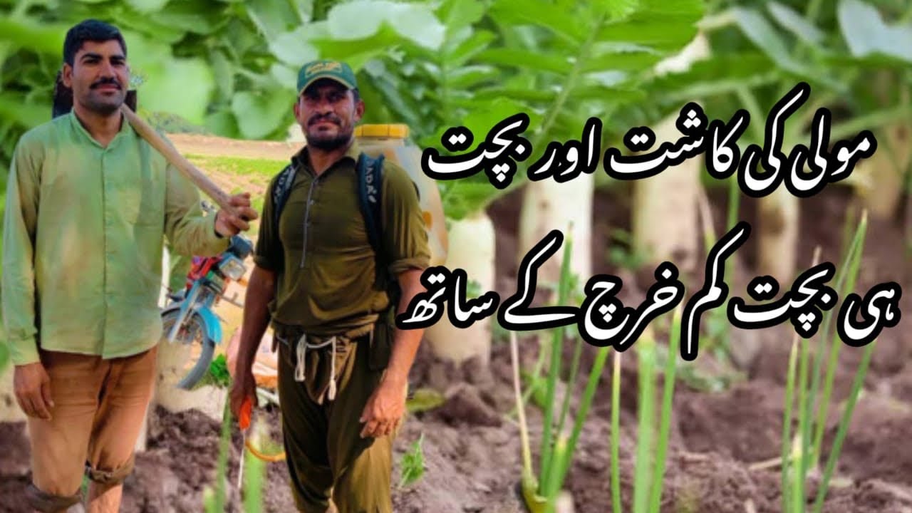 Radish Farming in summer |Moli Farming Pakistan |Radish Production ...