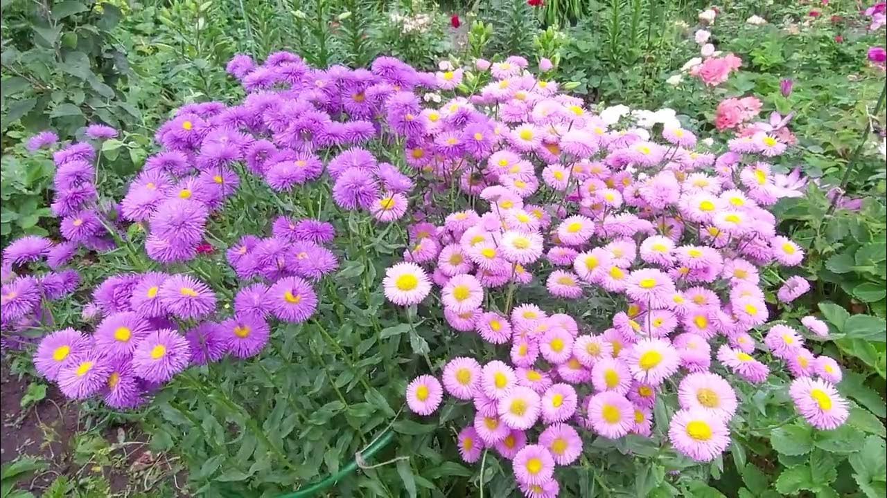 Сад после цветения пионов.Розы Аспирин,Флешинг,Лабазник махровый ...