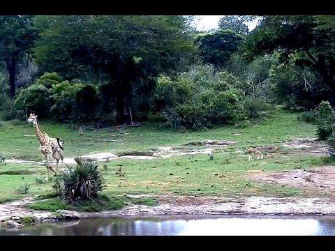Young lion chasing Giraffes. Explore.org 24 December 2020 - YouTube