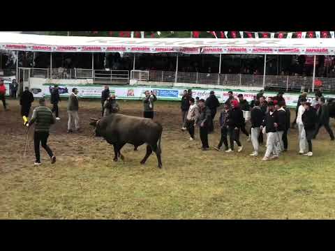 Sıcağı sıcağına #kafkasör boğa güreşleri 5 temmuz 25 Artvin #shorts #şampiyon boğa