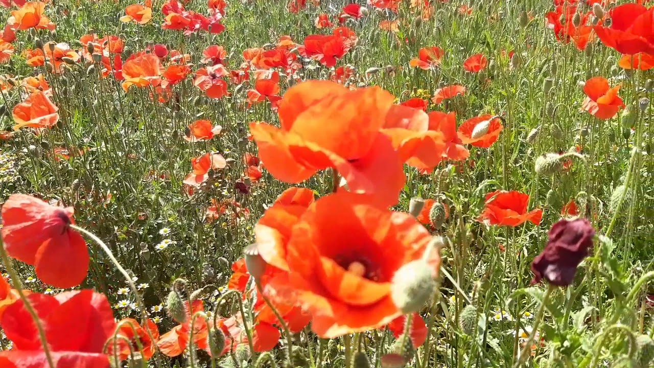 flori de mac - YouTube