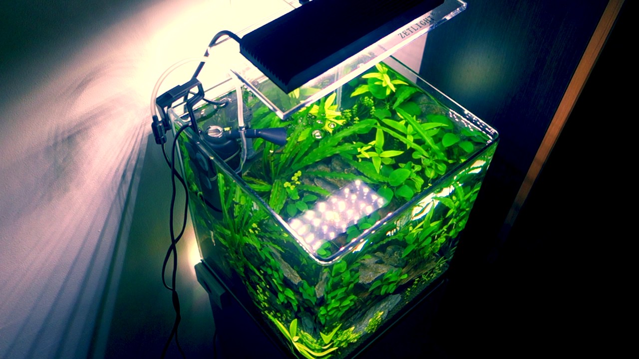 Nano akwarium 30l - 5 miesięcy od startu - YouTube