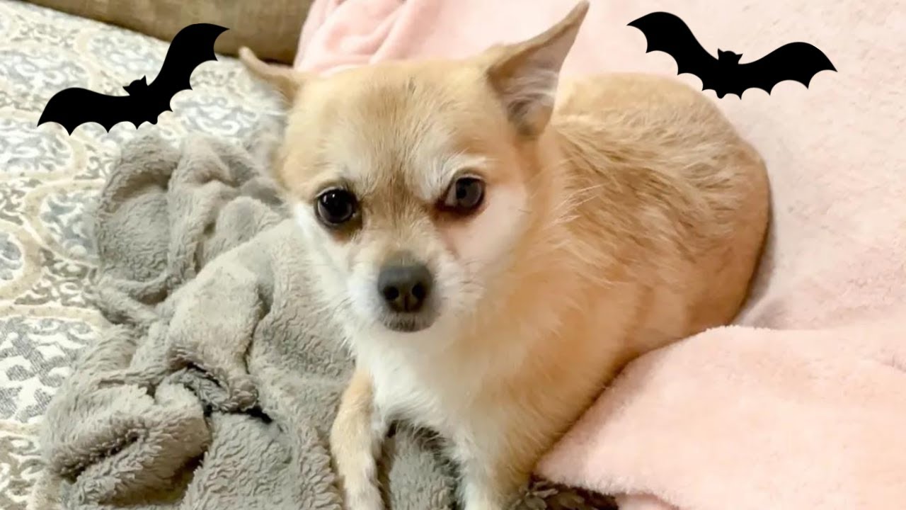 Funny Dog Flapping Ears Like a Bat When Asked to Go to Bed. Wait for ...
