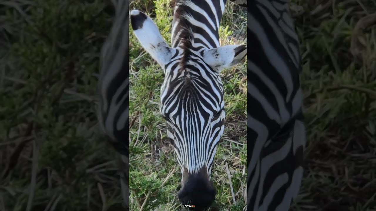 African Safari 4K - Scenic Wildlife Film With Nature sounds - YouTube