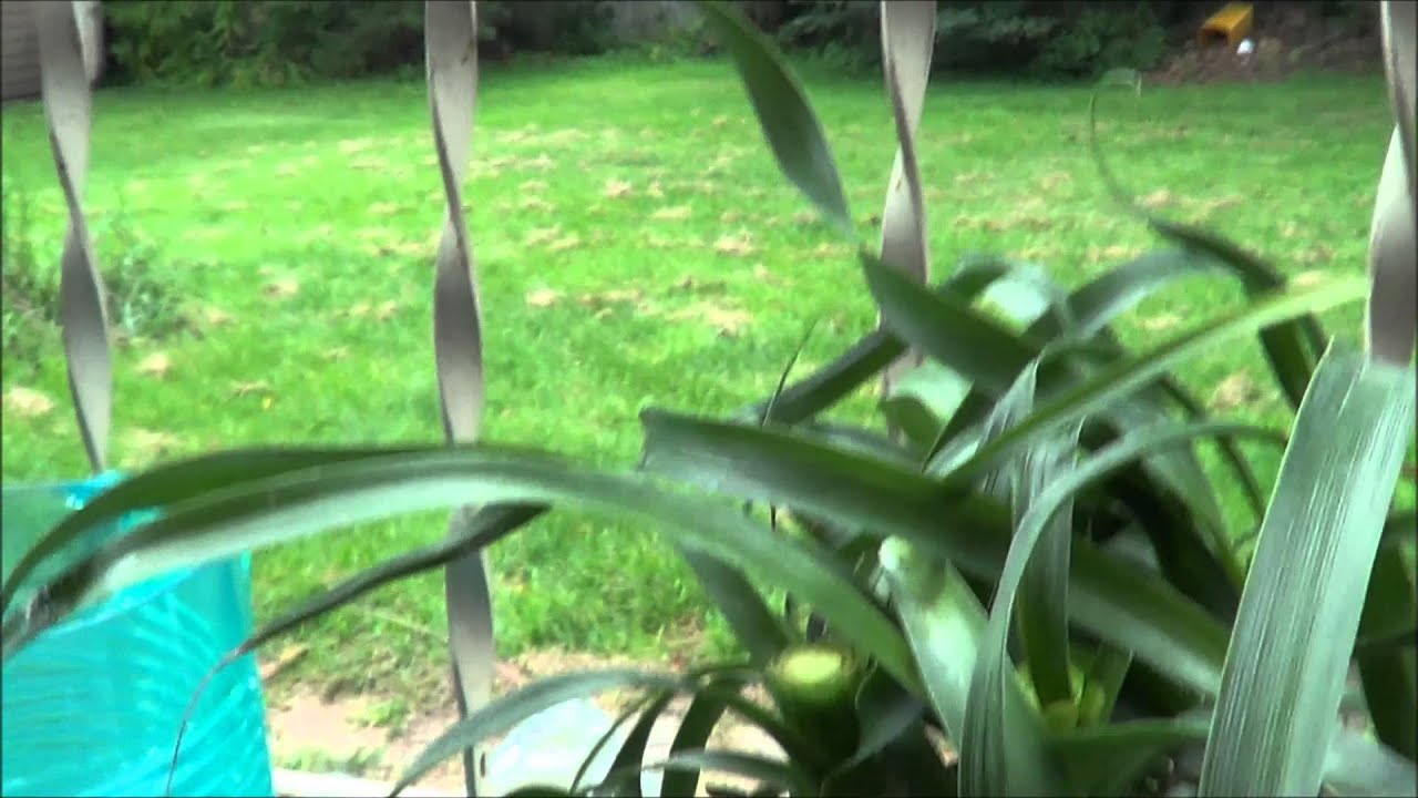 sumo style ponytail palm - YouTube