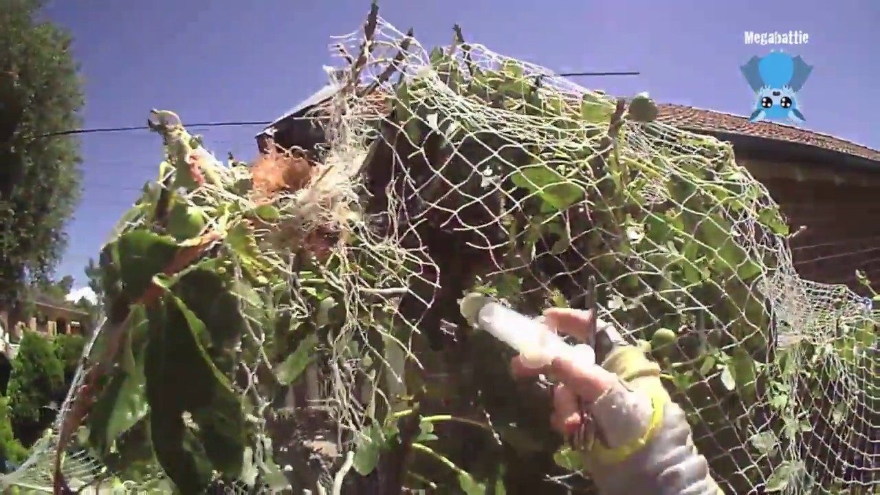 Rescuing a bat entangled in fruit tree netting: this is North - YouTube