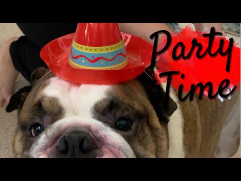 English Bulldog Chunk Bored and Fed Up - YouTube