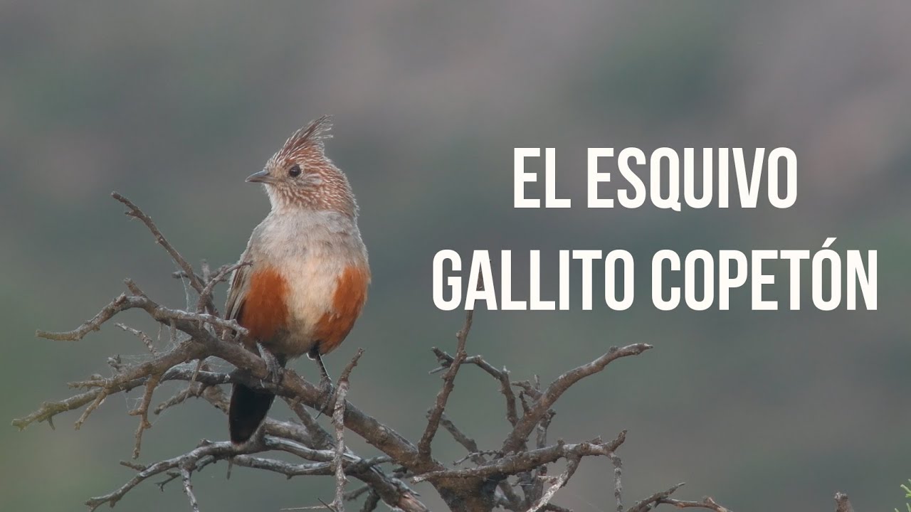 Gallito Copetón (Rhinocrypta lanceolata)- Aves de Argentina 🐔🐦📸 - YouTube