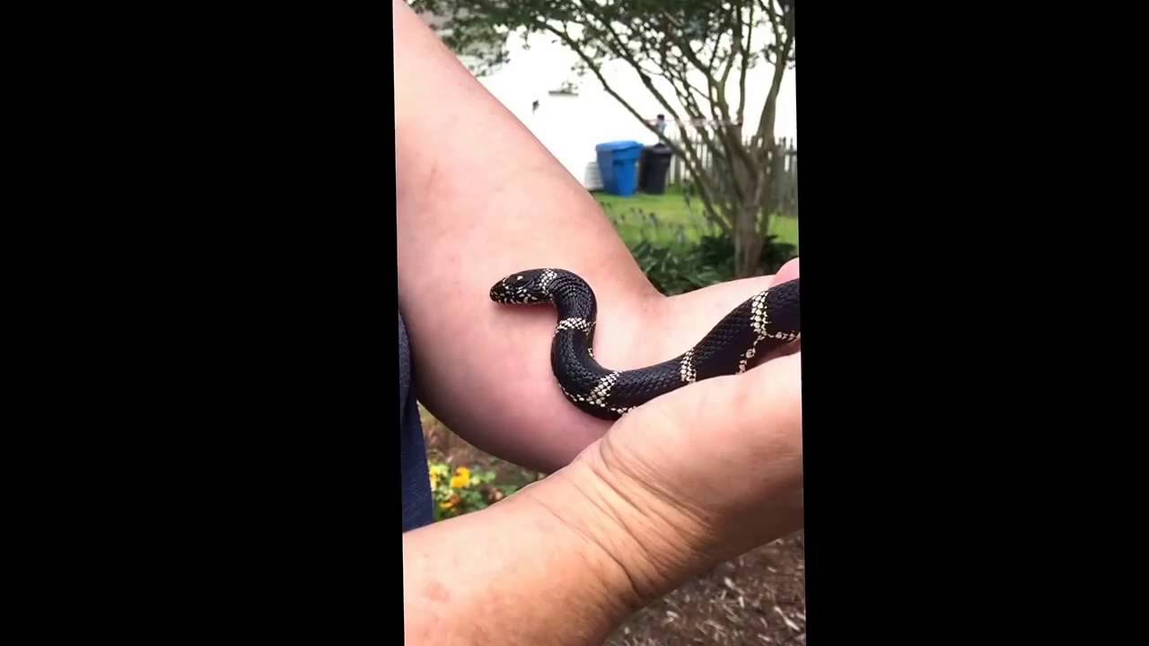 King snake Virginia beach - YouTube
