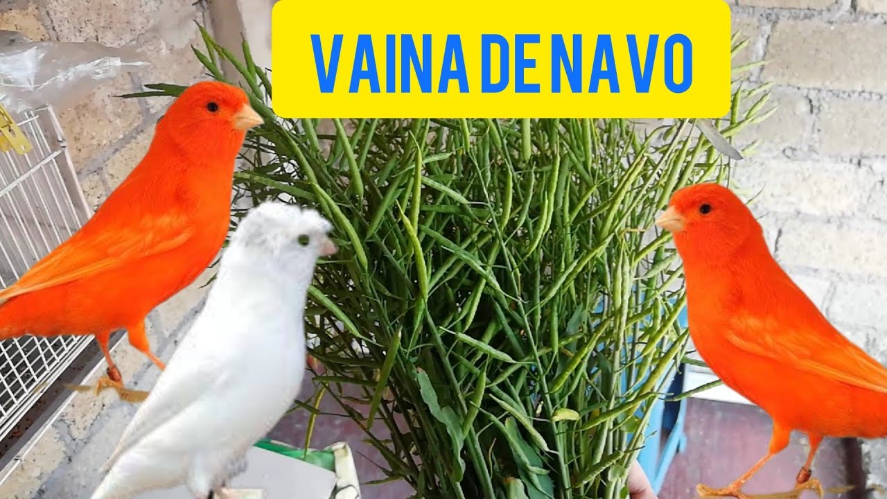 VAINA DE NAVO USO EN ACANARIOS Y AVES - YouTube