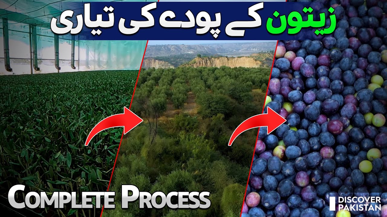 Olive Oil Preparation - Biggest Olive Farm in Pakistan - YouTube