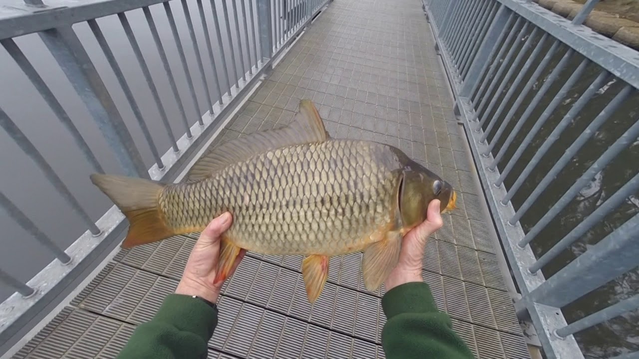 Fishing Wynn Vale Dam 10 - August 2019 #wynnvaledam#carp#fishing - YouTube