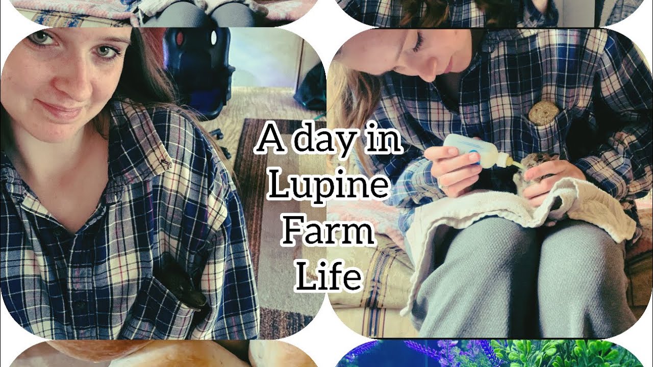 A day in lupine farm life! - YouTube