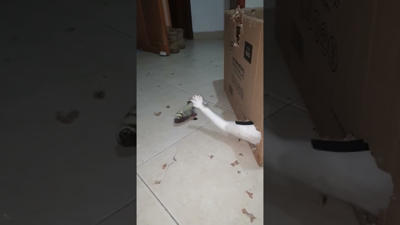 cat catching fish - YouTube