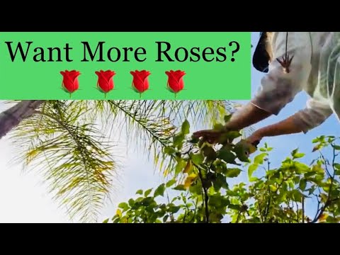 How to Prune Rose Bushes. Remove Rose Hips For Longer Blooms - YouTube