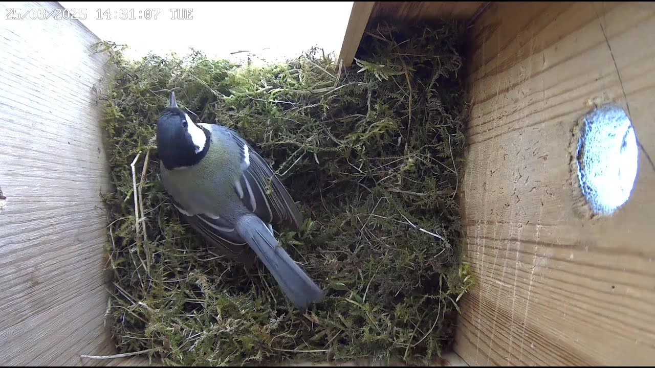 2025-03-25 Vienna - Incredible Progress! So Much Moss in Just One Day ...