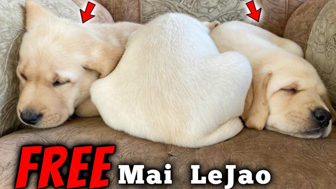Labrador free adoption - *2 heavy puppies M/F* - YouTube
