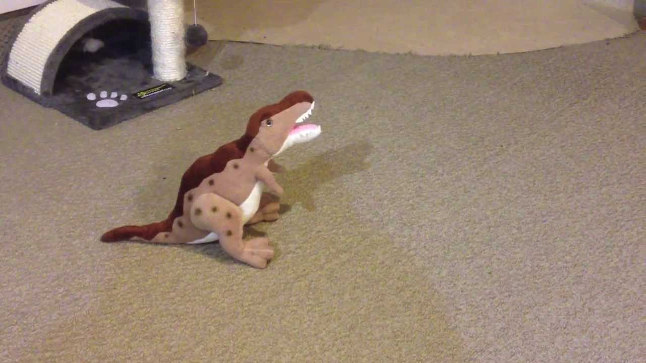 T-Rex versus Sunny, the Bengal cat - YouTube