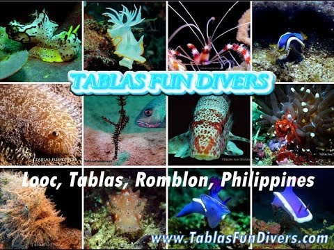 Best scuba dive sites at Romblon province - YouTube