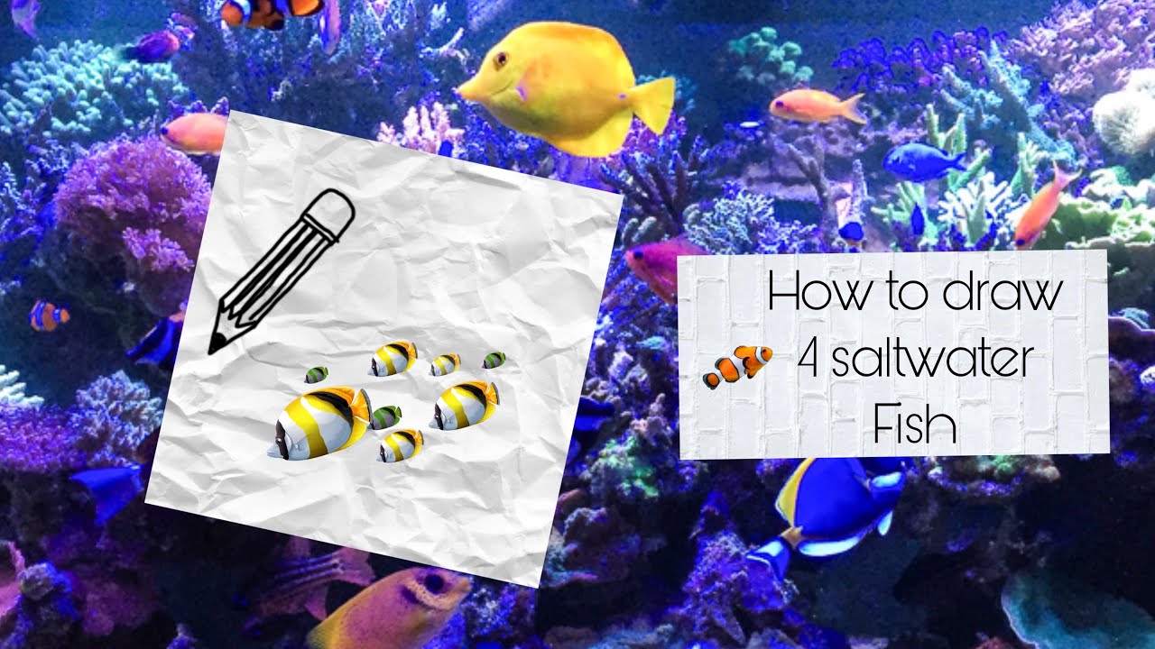 How to draw 4 saltwater fish (ClownFish, Hippo Blue Tang, Porcupine ...