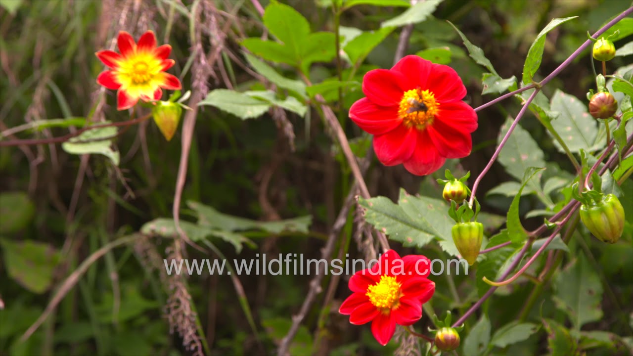 Wild garden of blooming Dahlia flowers - YouTube