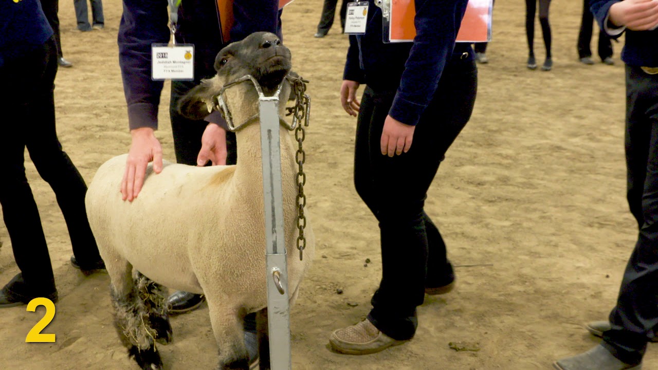 2018 National FFA General Livestock Eval CDE—Market Lambs (Class 4 ...