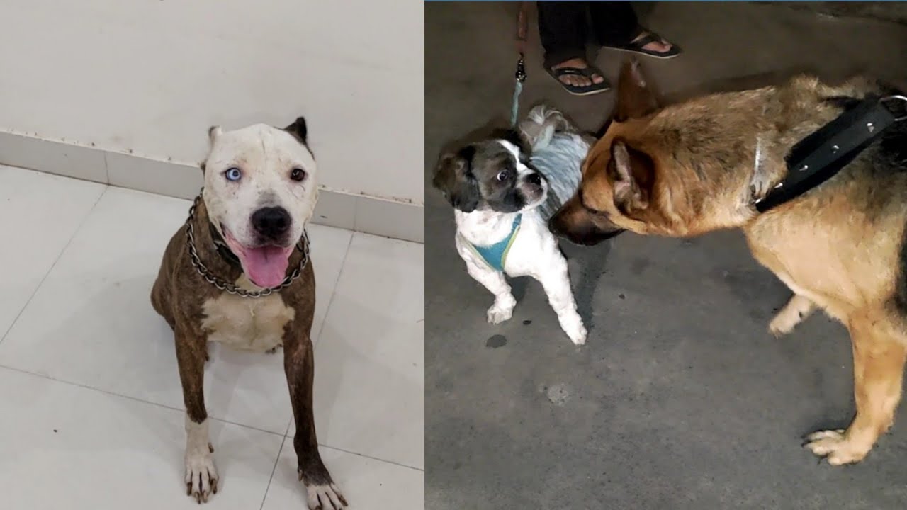 Tiger Theek Hogya 😍 Lucy ko Shih Tzu Se Mila Diya 🔥🔥 - YouTube