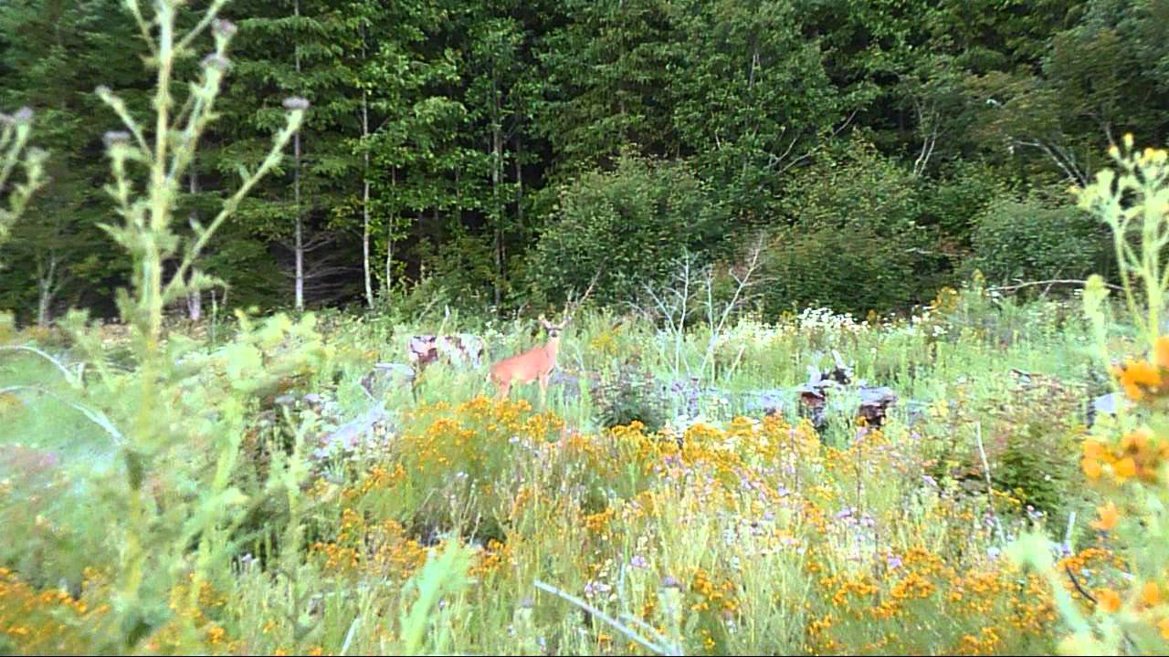 Calling a blacktail doe with fawn distress - YouTube