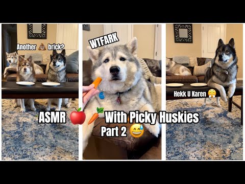 Watch My 3 Picky Huskies Eat 🍎 and 🥕 😅 - YouTube