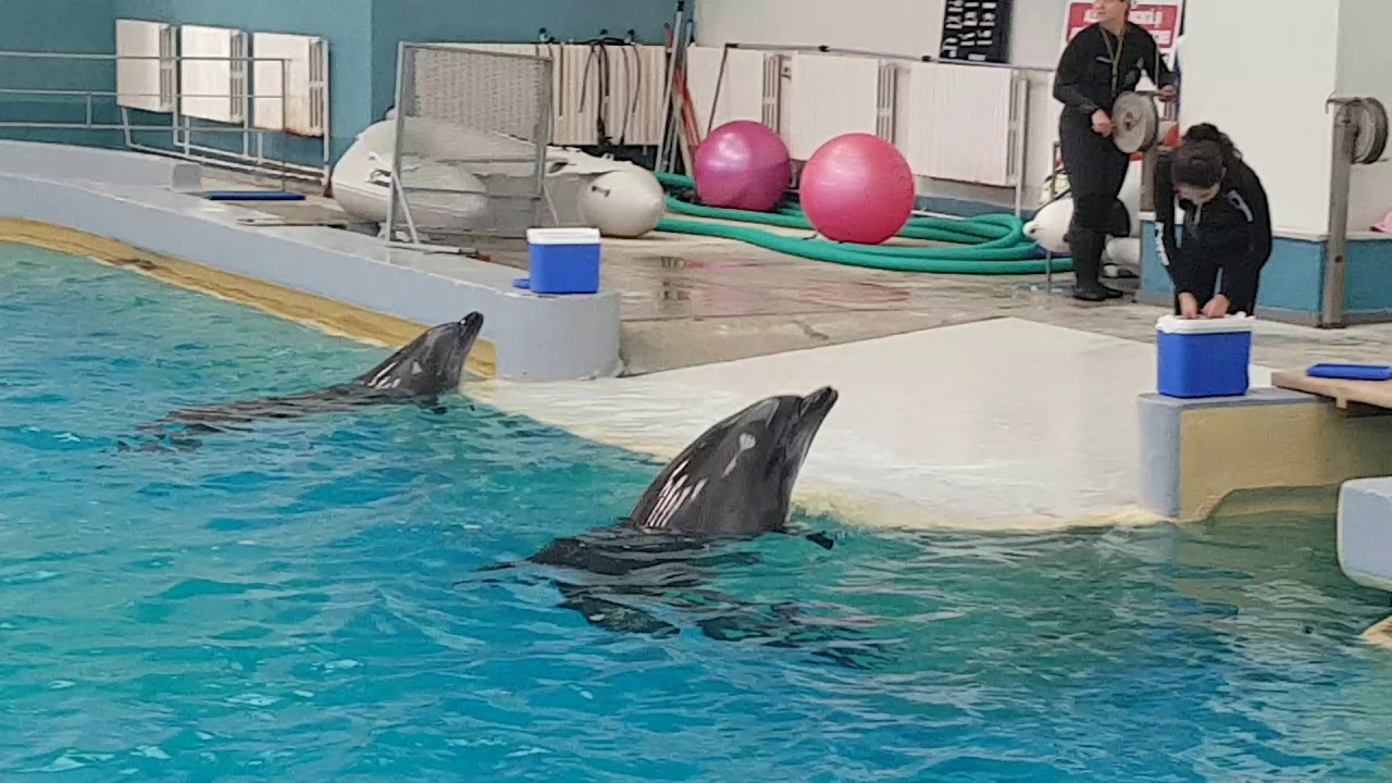 La delfinariu in Constanta - YouTube