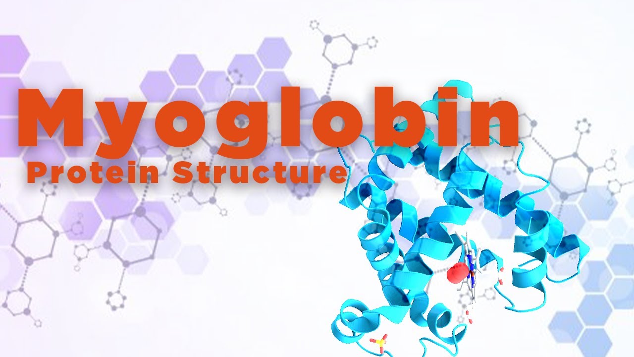 Myoglobin | Protein Structure - YouTube
