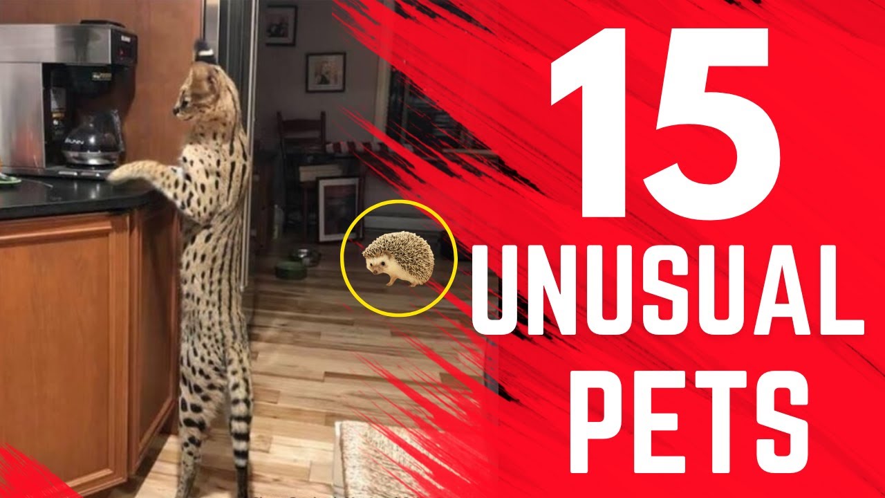 Unusual Pets You've Ever Seen Inside People's Homes - YouTube